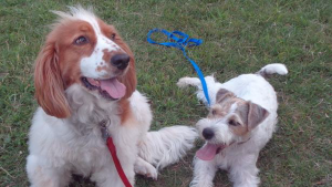 John Hoffmann -- News From Snoburbia